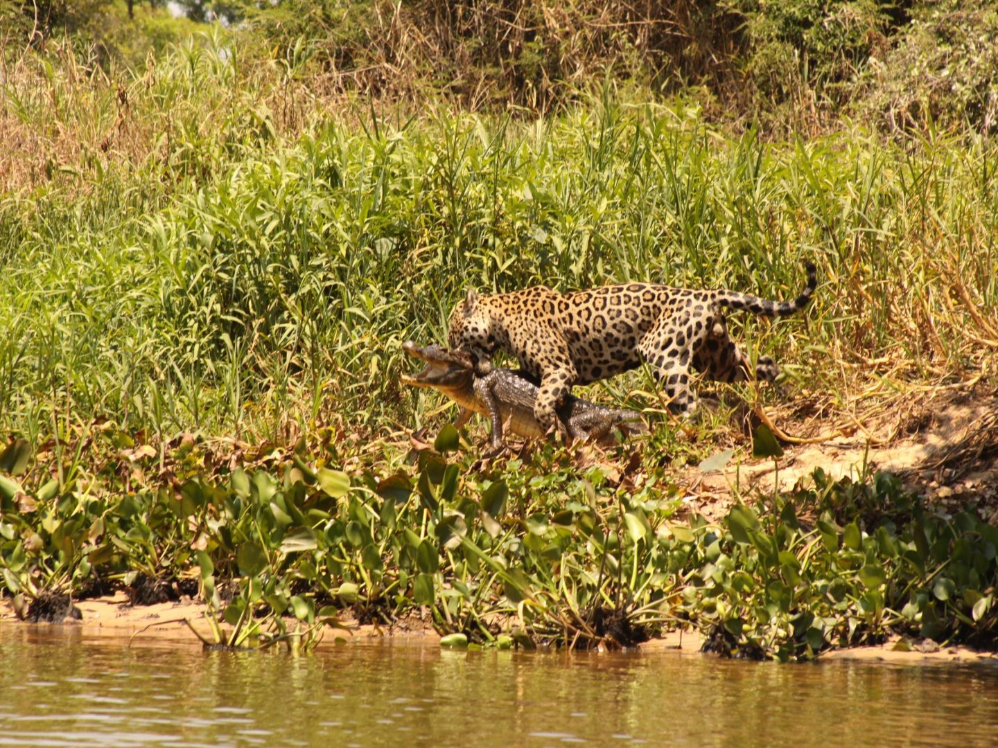 Jaguar House Boat - Vaya Adventures - Vaya Adventures