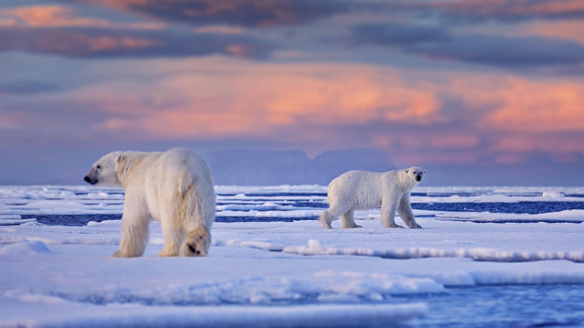Arctic Tours & Cruises | Premier Arctic Travel Agency