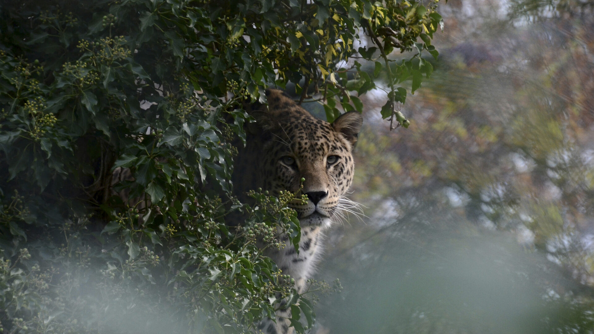 Brazil Travel & Tour Packages | Premier Brazil Travel Agency