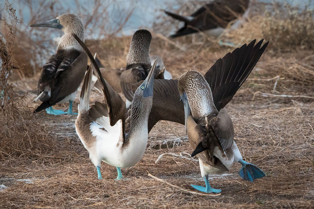 Machu Picchu & Galapagos Islands Tour - Vaya Adventures