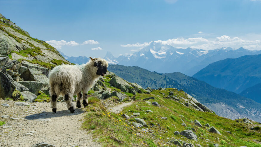 Discover the Swiss Alps: Zurich to Zermatt - Vaya Adventures - Vaya ...